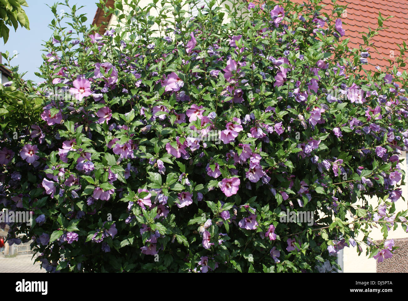 Hibiscus hi-res stock photography and images - Alamy