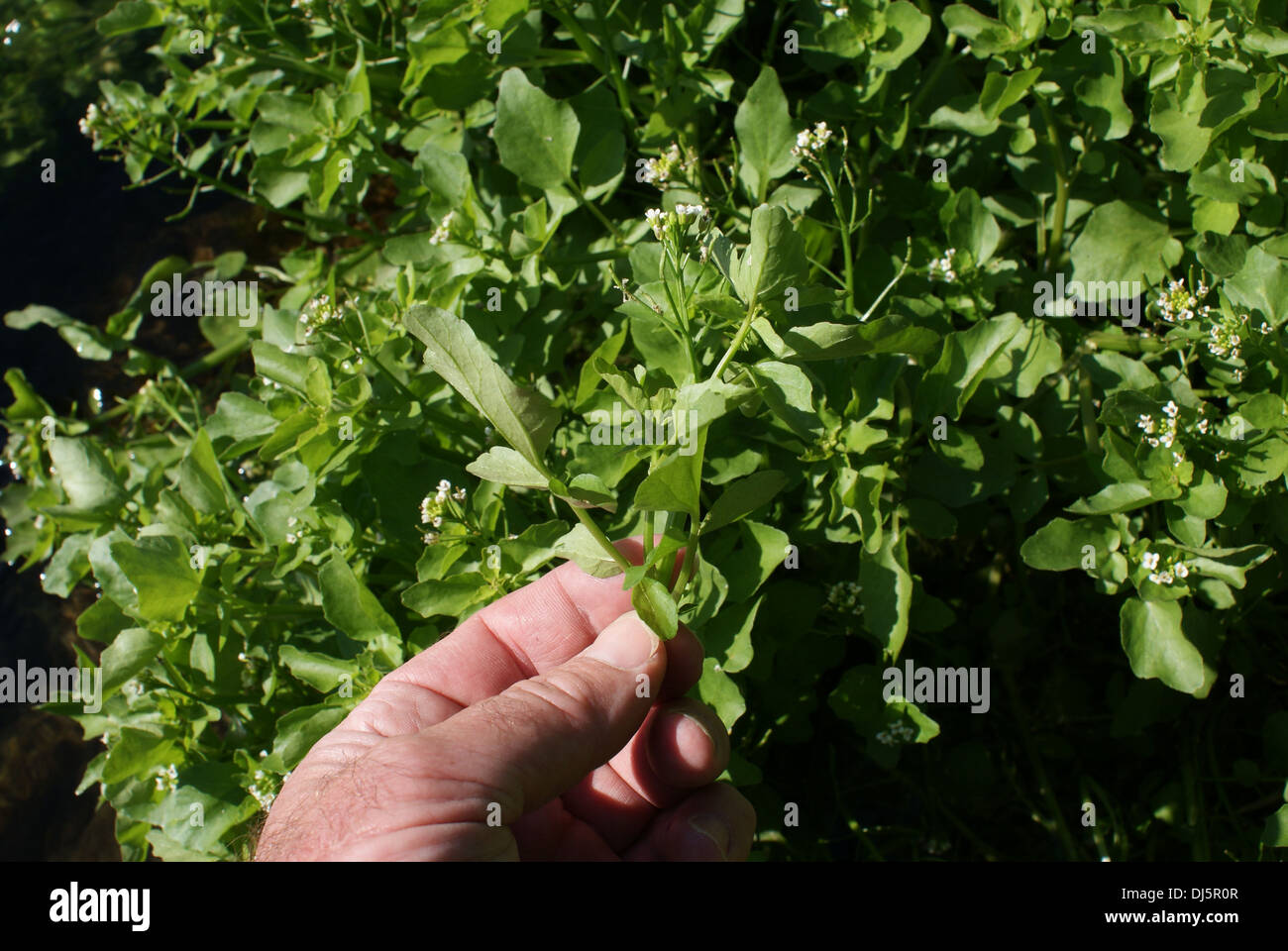 Nasturtium officinale, watercress Stock Photo - Alamy