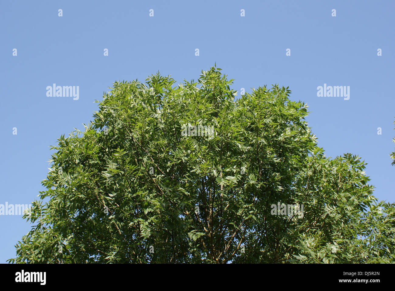 Strassenbaume hi-res stock photography and images - Alamy