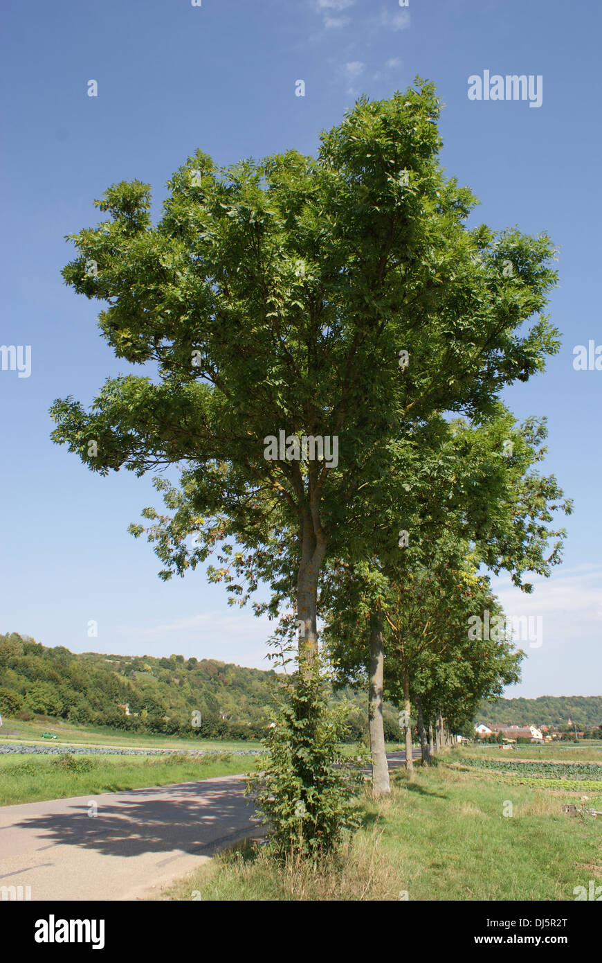 Ash tree hi-res stock photography and images - Alamy