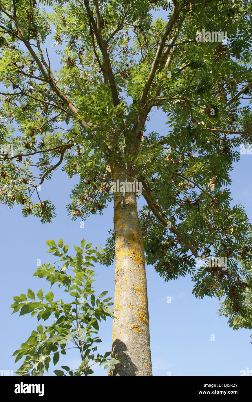 Esche baum hi-res stock photography and images - Alamy
