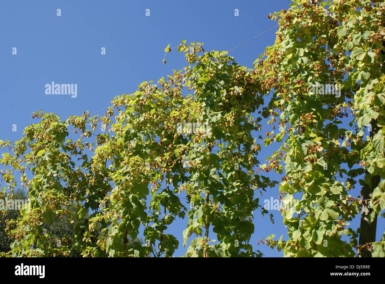 Hopfenzapfen hi-res stock photography and images - Alamy