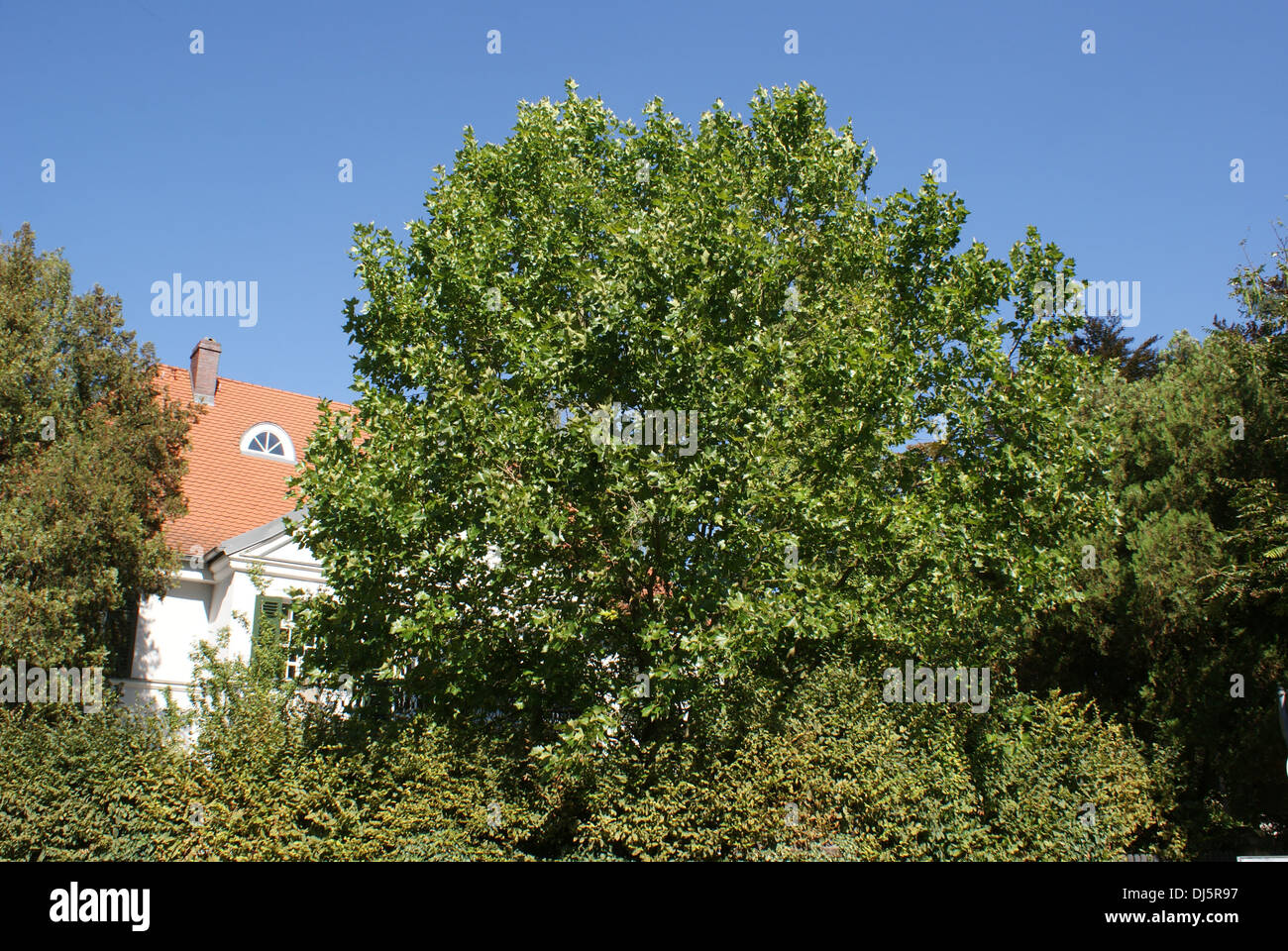 Platane tree hi-res stock photography and images - Alamy