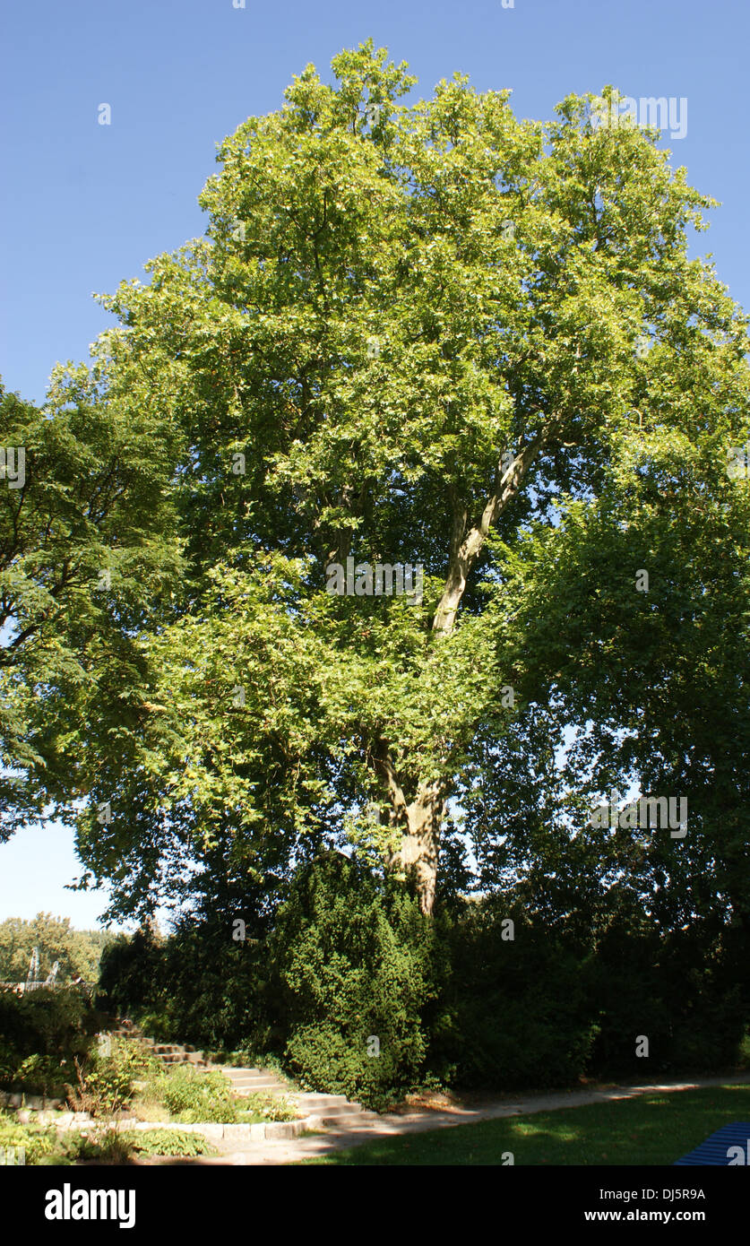 Plane blatt hi-res stock photography and images - Alamy