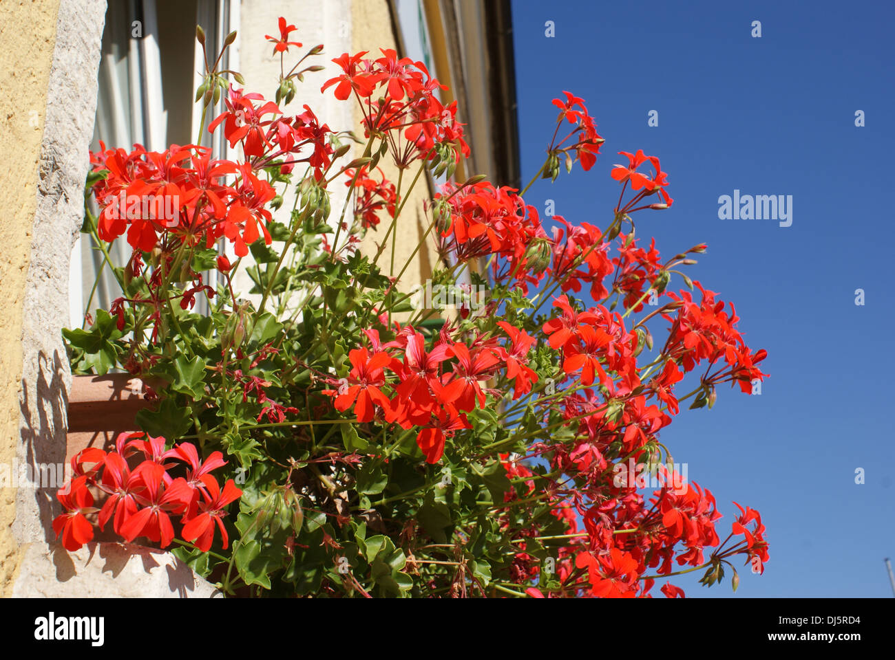 Geraniums hi-res stock photography and images - Alamy