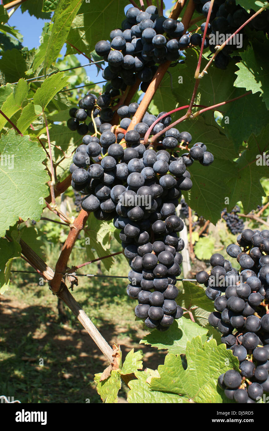 Vitis vinifera dornfelder grape vine hi-res stock photography and ...