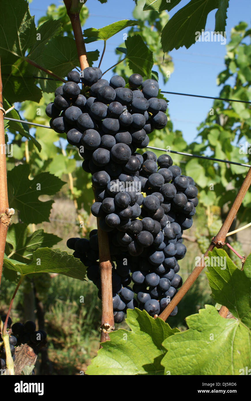 Vitis vinifera dornfelder grape vine hi-res stock photography and ...