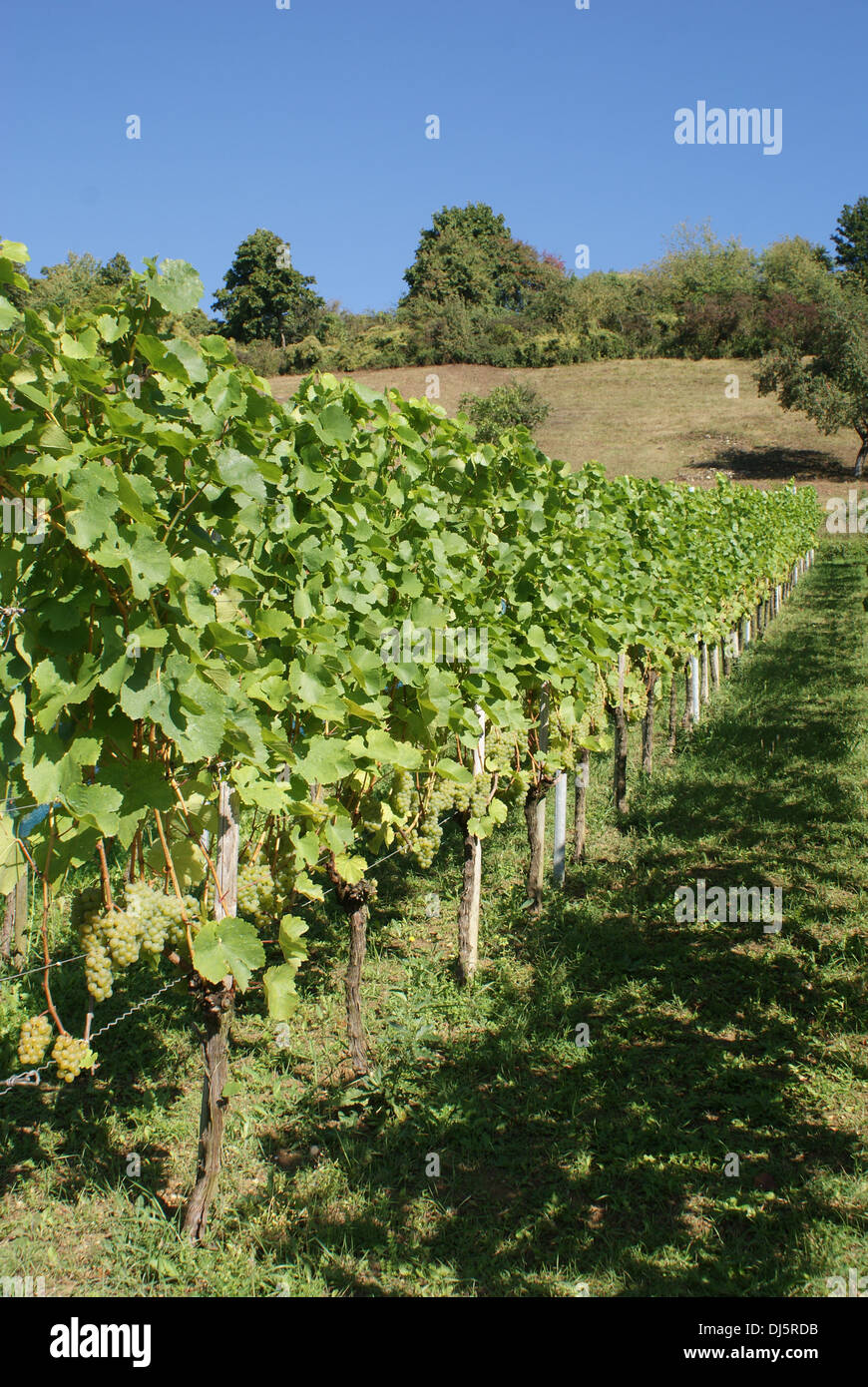 Vitis vinifera silvaner weinrebe grape hi-res stock photography and ...