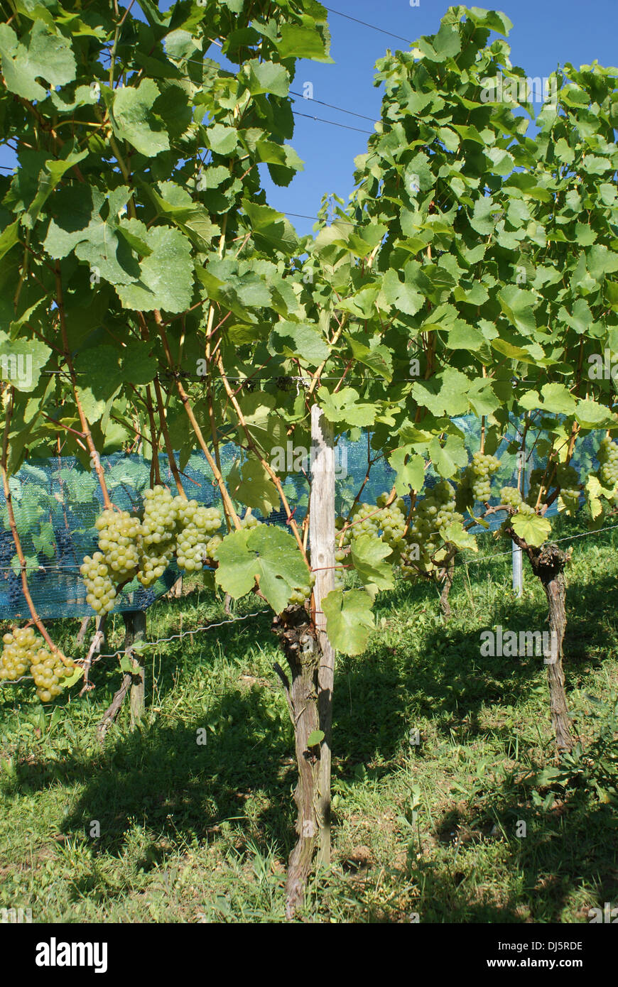 Vitis vinifera silvaner weinrebe grape hi-res stock photography and ...