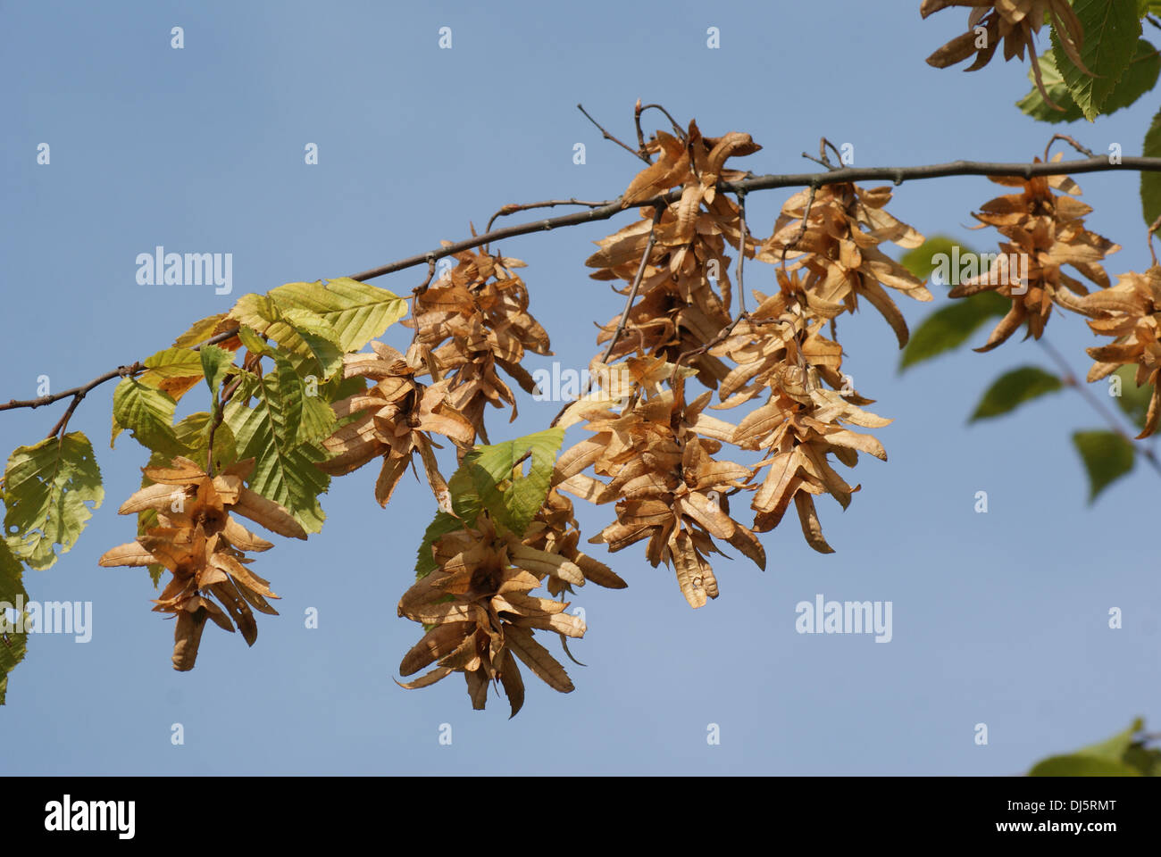 Hornbeam tree seed hi-res stock photography and images - Alamy