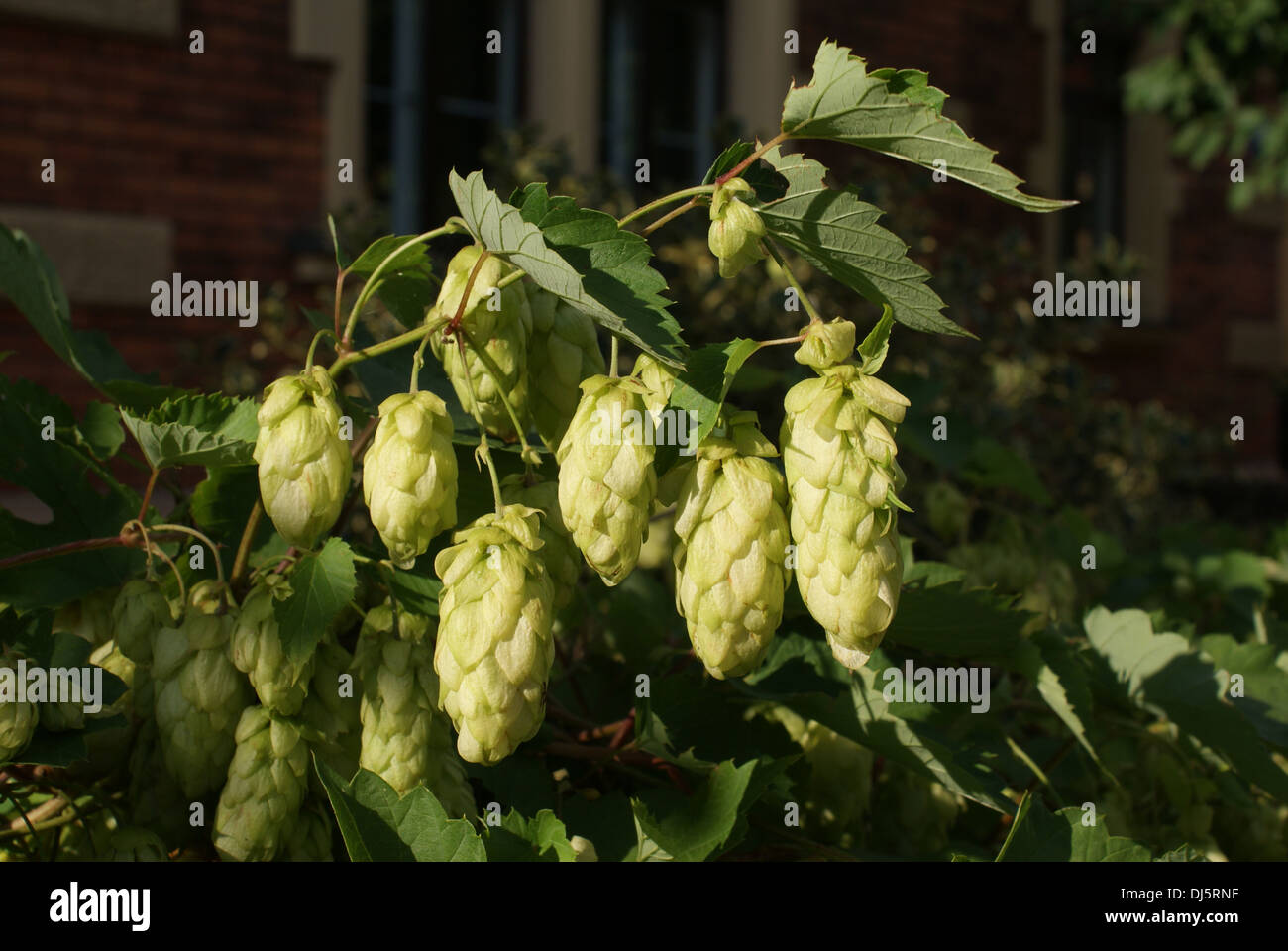 Hopfenzapfen hi-res stock photography and images - Alamy