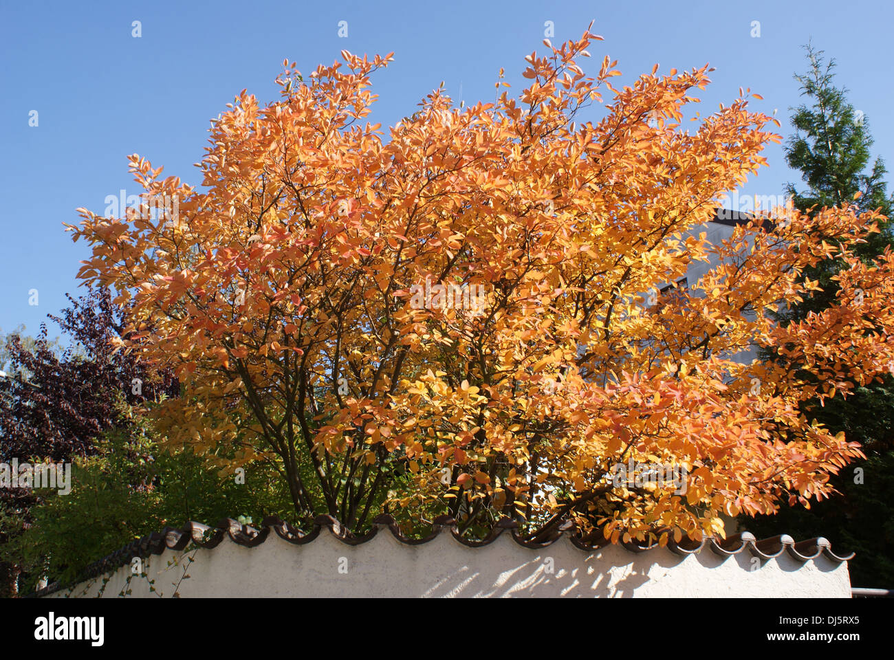 Amelanchier autumn garden hi-res stock photography and images - Alamy