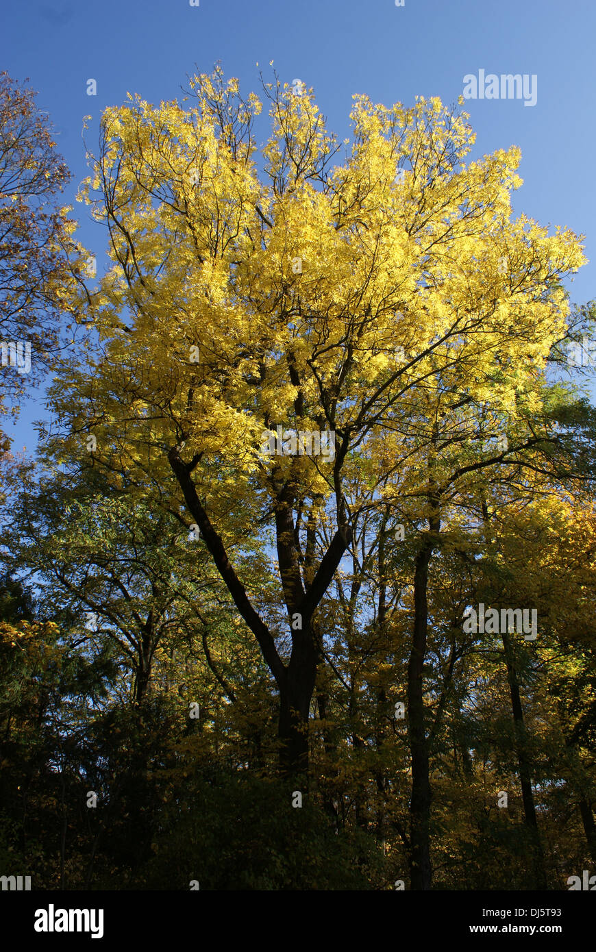 The ash tree hi-res stock photography and images - Alamy