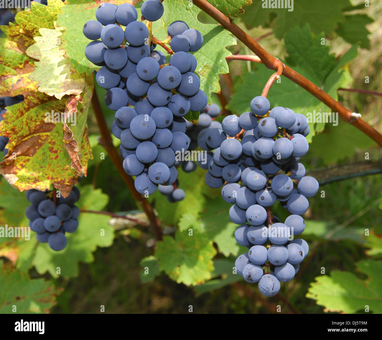 Vine growing districts hi-res stock photography and images - Alamy