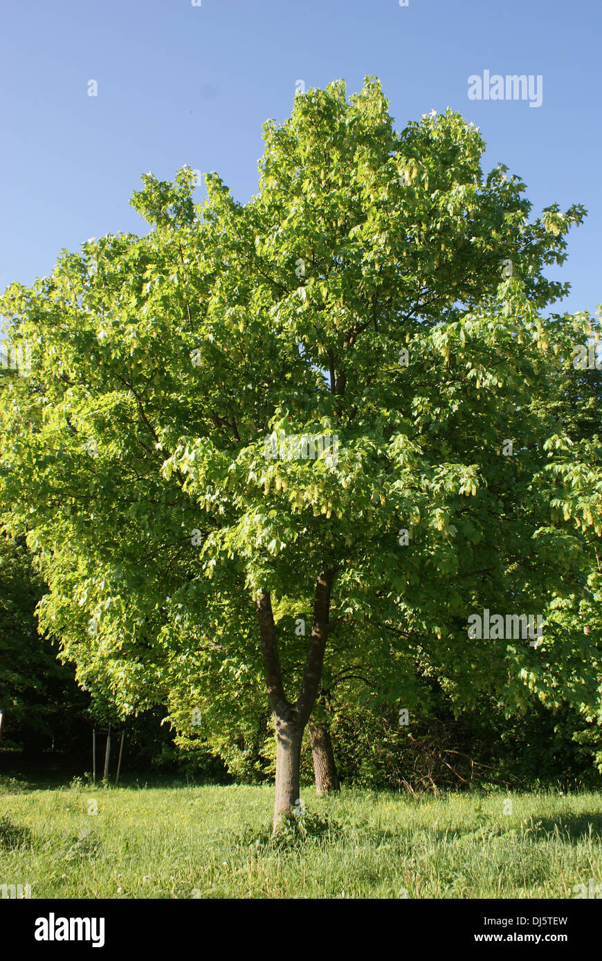 Maple hi-res stock photography and images - Alamy