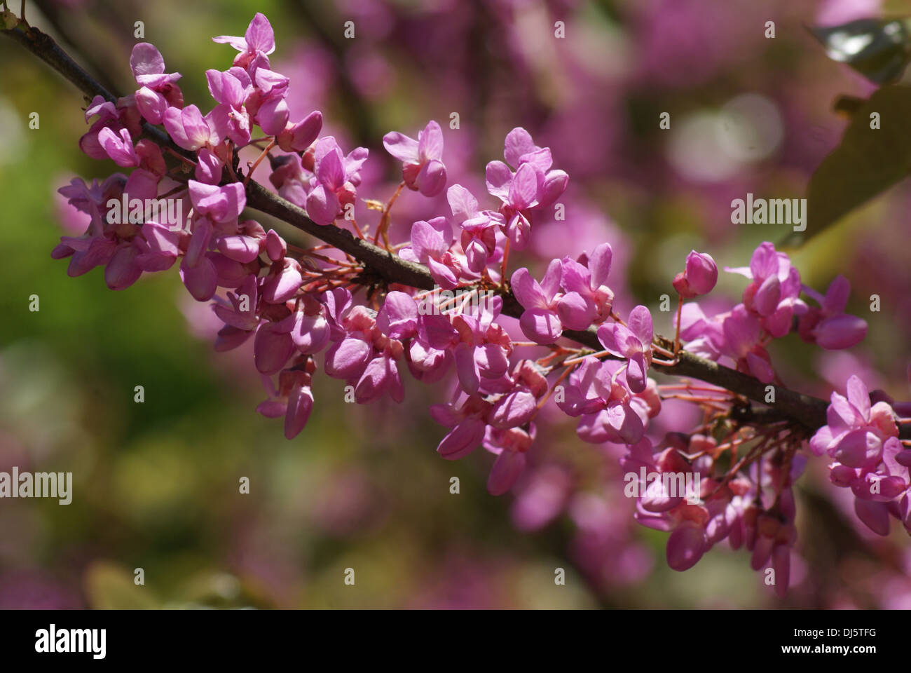 Redbud hi-res stock photography and images - Alamy