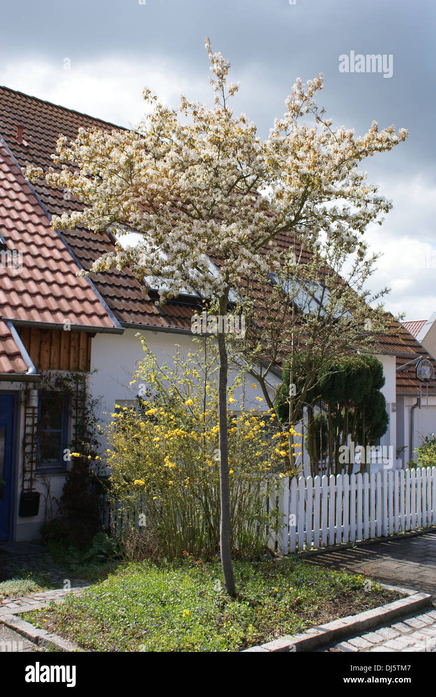 Shadbush hi-res stock photography and images - Alamy