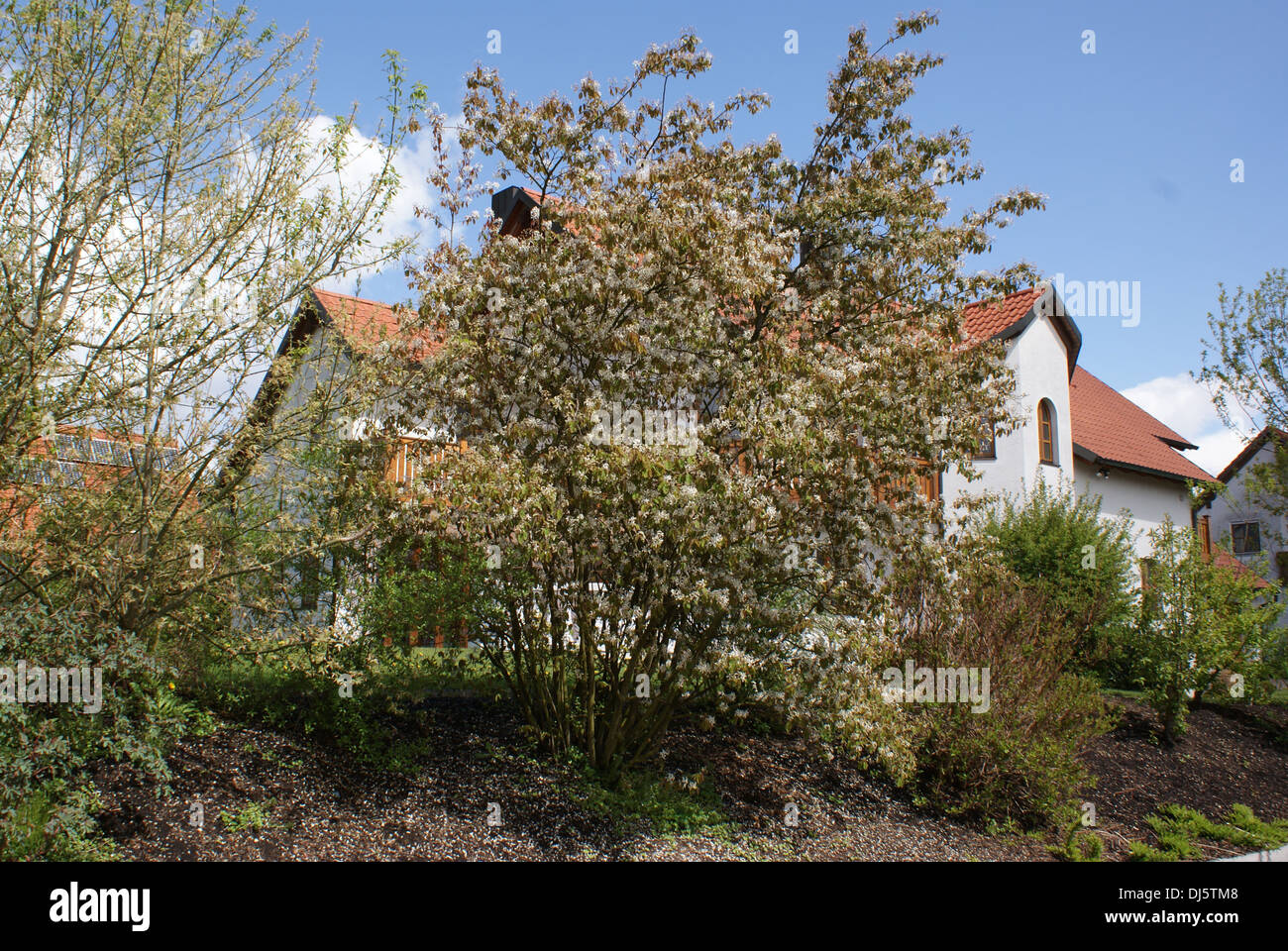 Shadbush hi-res stock photography and images - Alamy