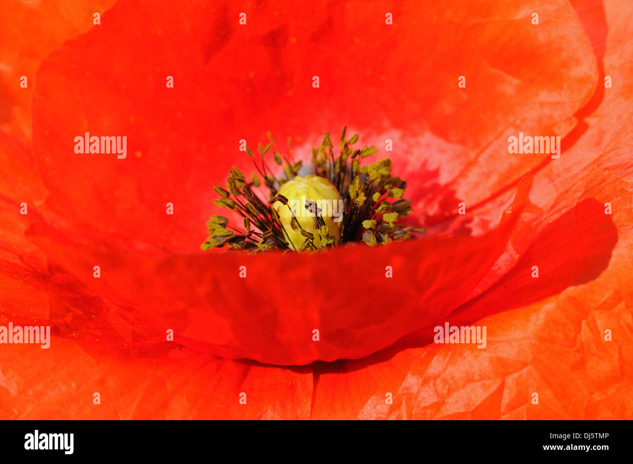 Poppy close ups hi-res stock photography and images - Alamy