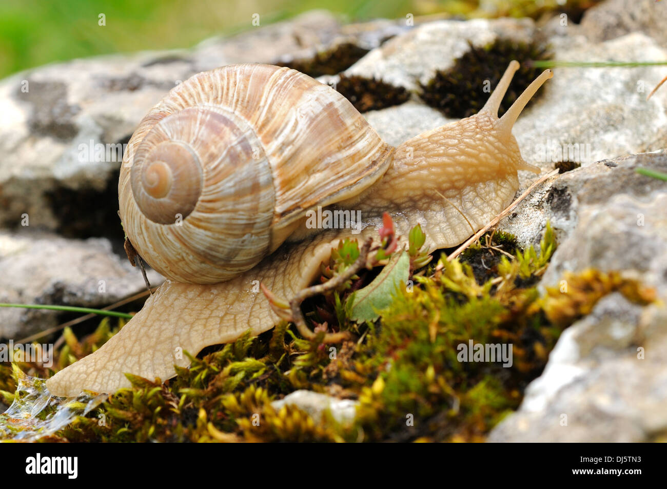 Completely edible hi-res stock photography and images - Alamy
