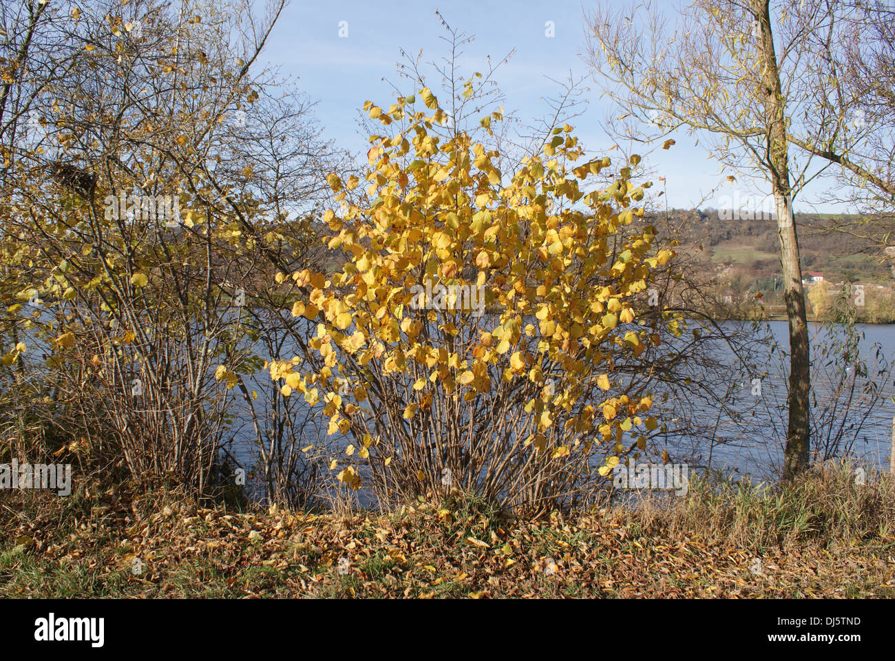 Haselnuss strauch herbst hi-res stock photography and images - Alamy