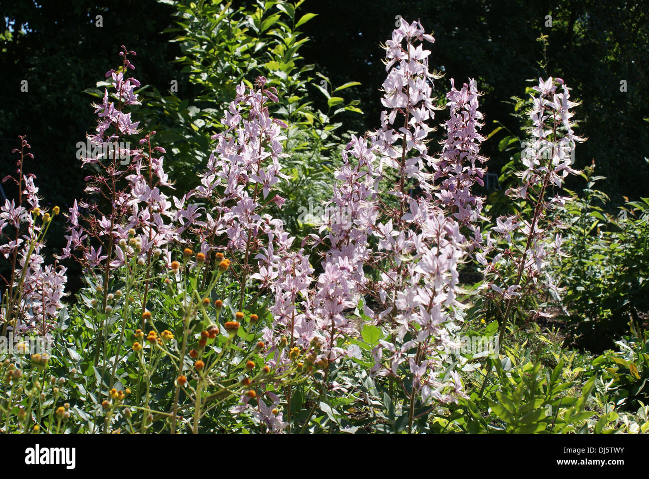 Burningbush plant hi-res stock photography and images - Alamy