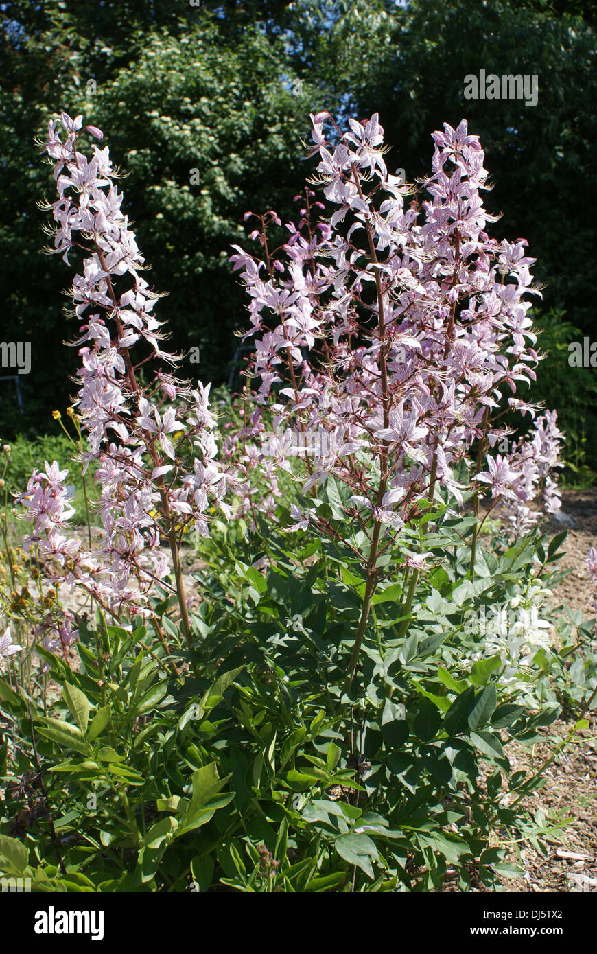 Burningbush plant hi-res stock photography and images - Alamy