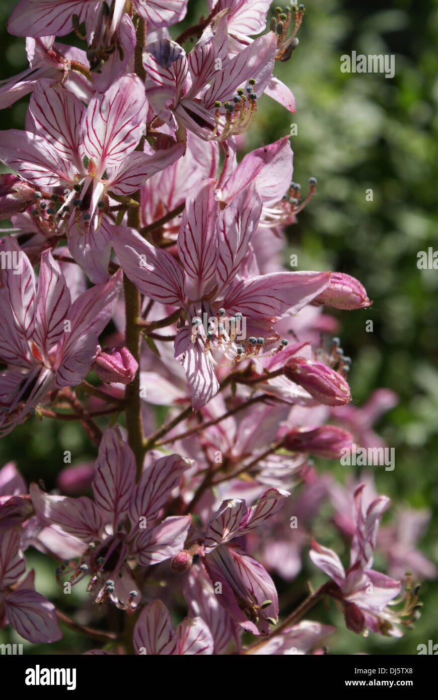 Burningbush plant hi-res stock photography and images - Alamy