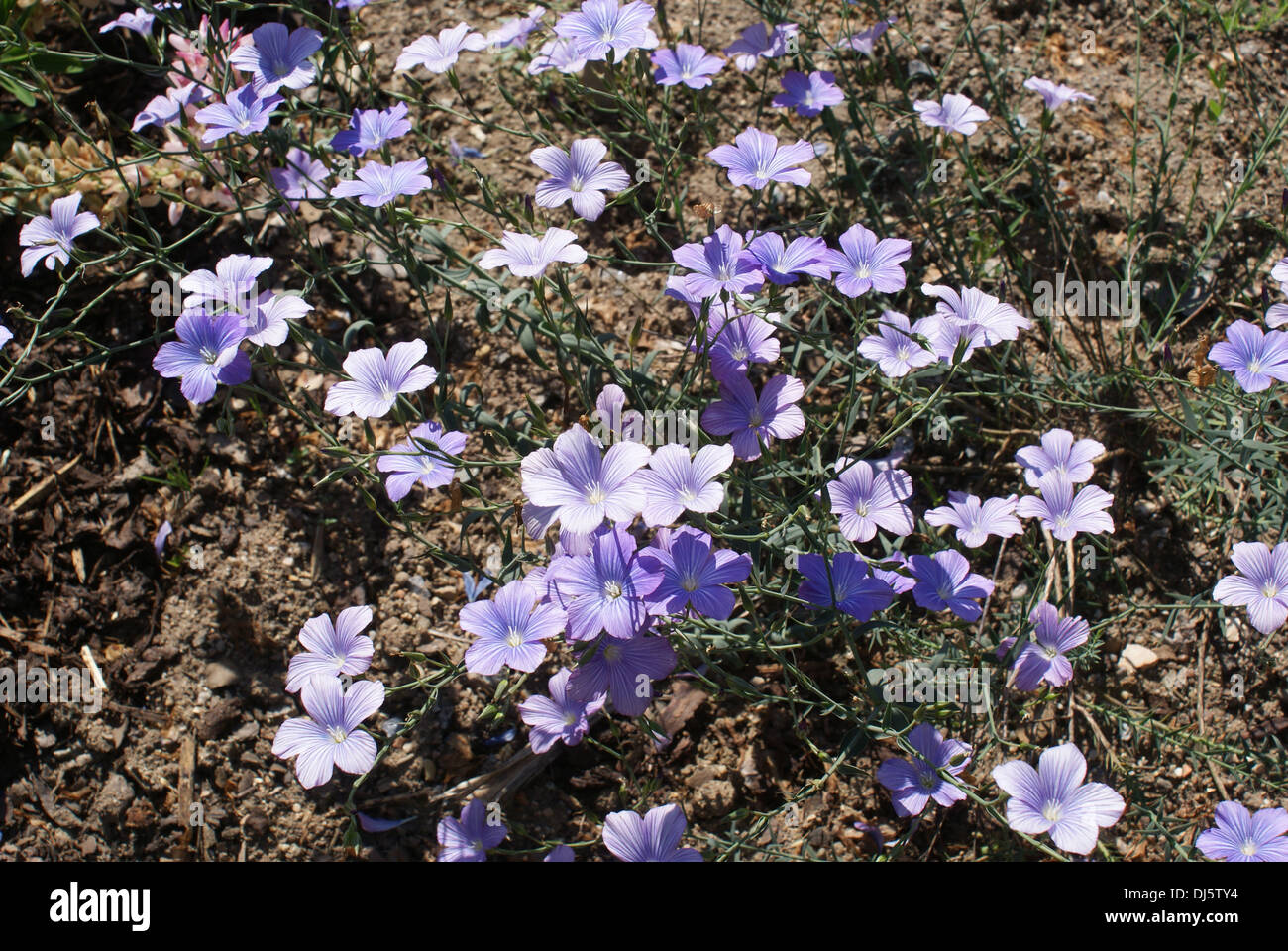 Natur flax hi-res stock photography and images - Alamy