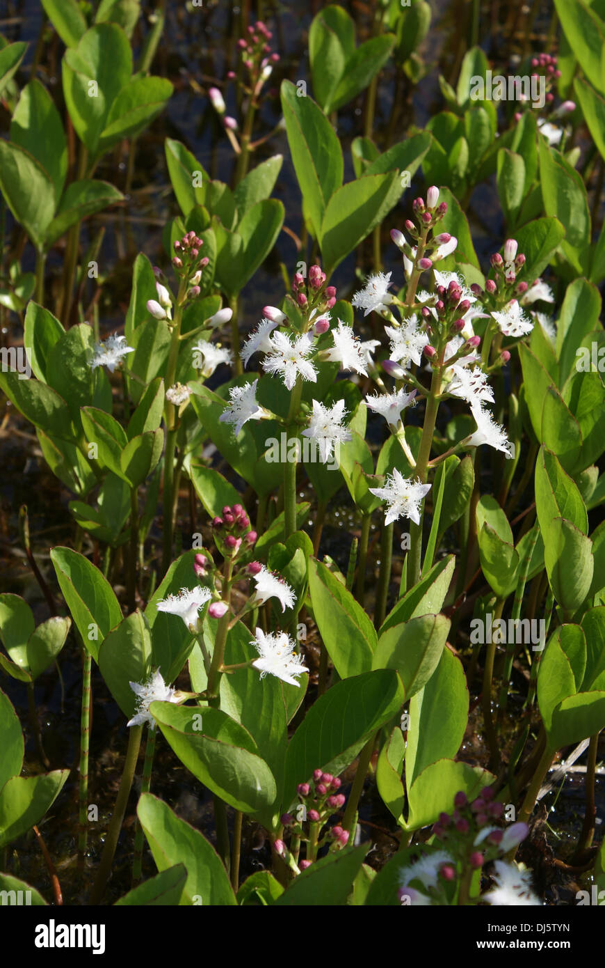 Fieberklee menyanthes trifoliata bog bean buckbean plant hi-res stock ...