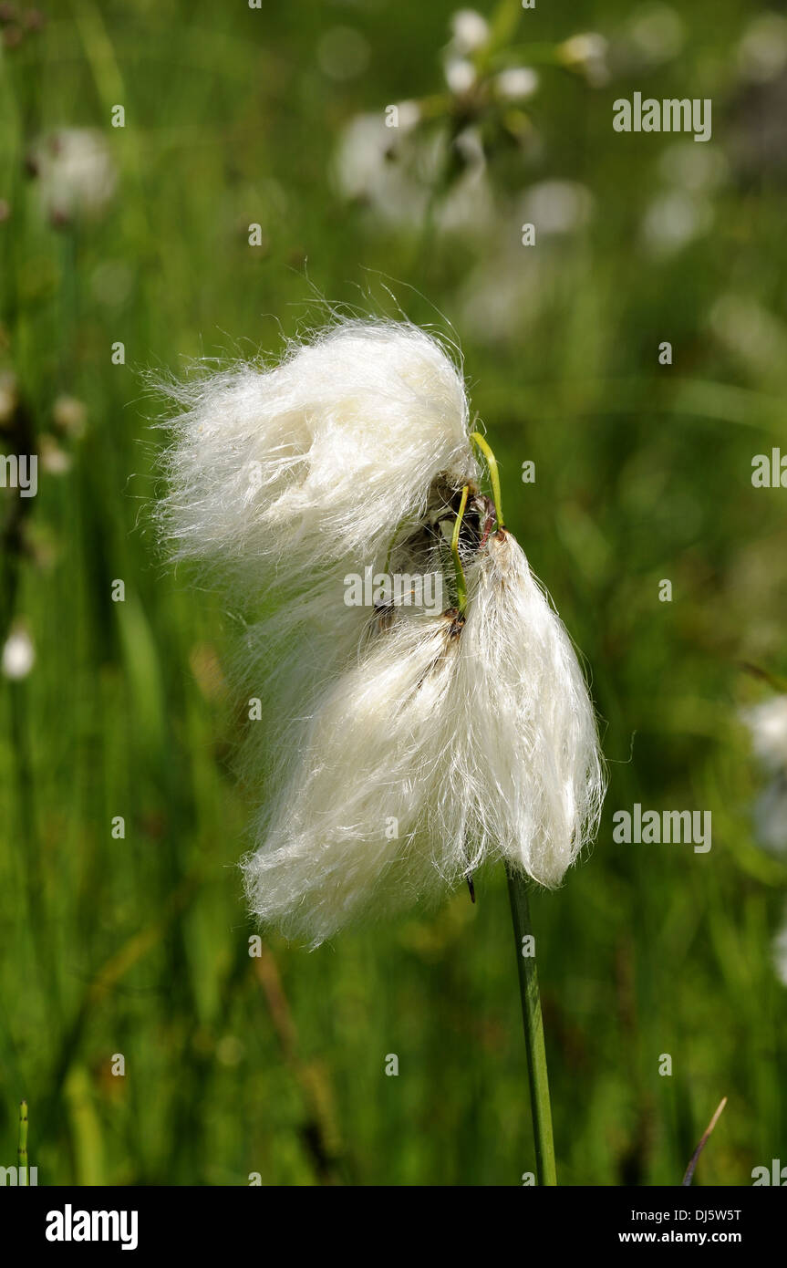 Wool grass hi-res stock photography and images - Alamy