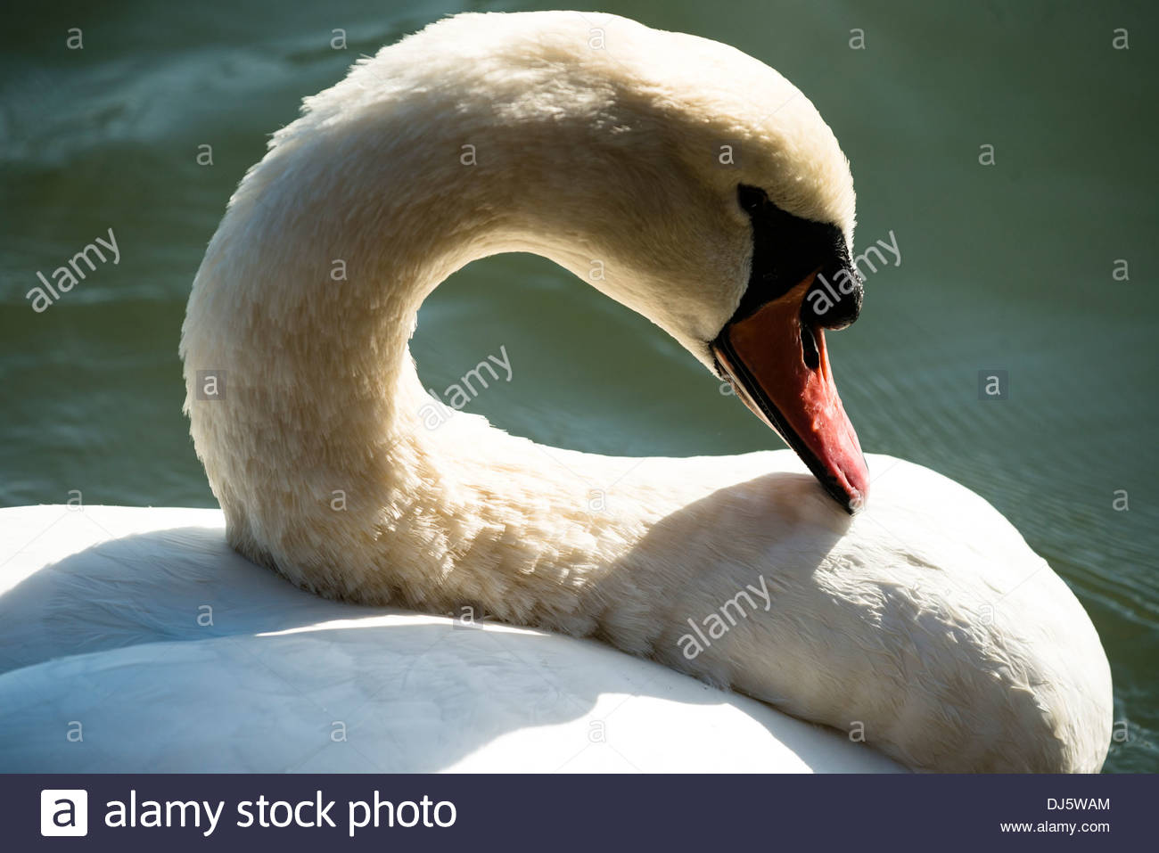 Curved Neck Stock Photos & Curved Neck Stock Images - Alamy