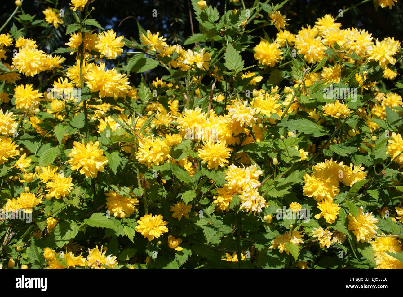 Ranunculus shrub hi-res stock photography and images - Alamy