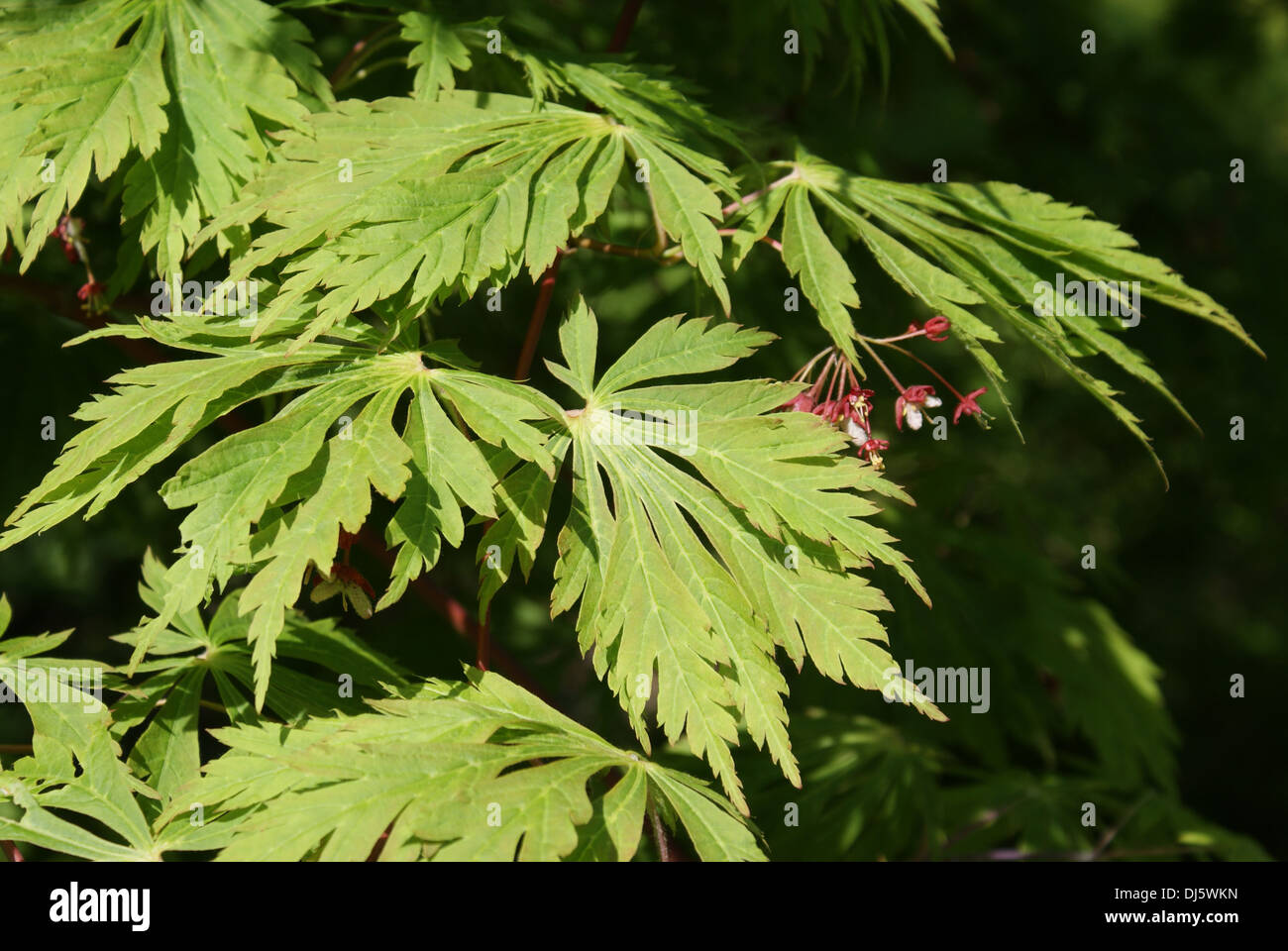 Acer palmatum aconitifolium hi-res stock photography and images - Alamy