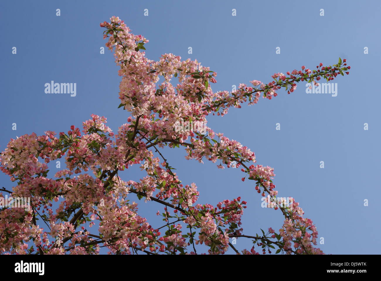 Malus Floribunda High Resolution Stock Photography and Images - Alamy