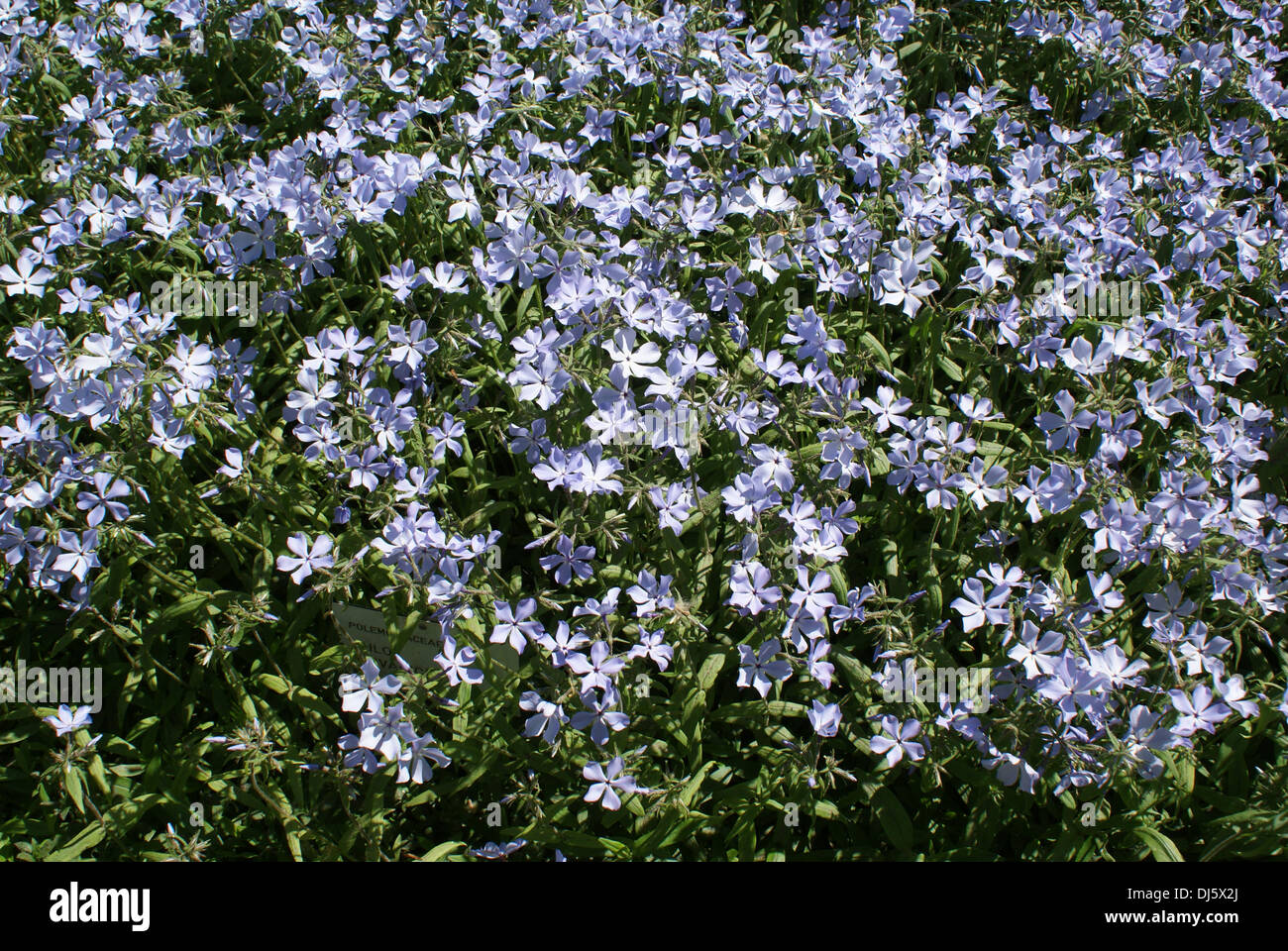 Divaricata High Resolution Stock Photography and Images - Alamy