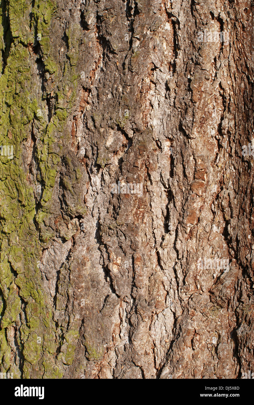 Lark tree hi-res stock photography and images - Alamy