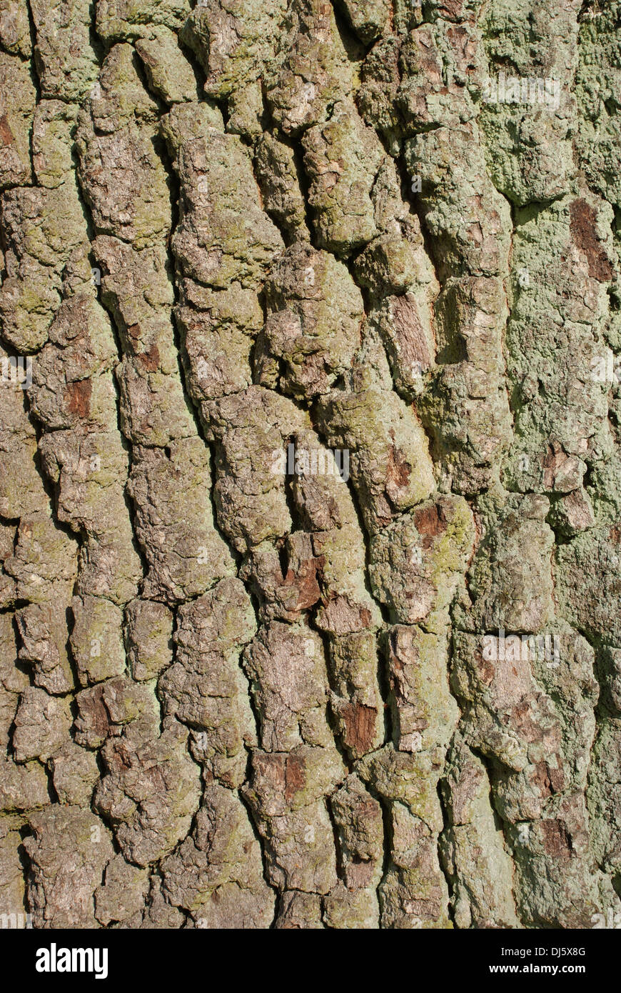 Oak tree nature background hi-res stock photography and images - Alamy