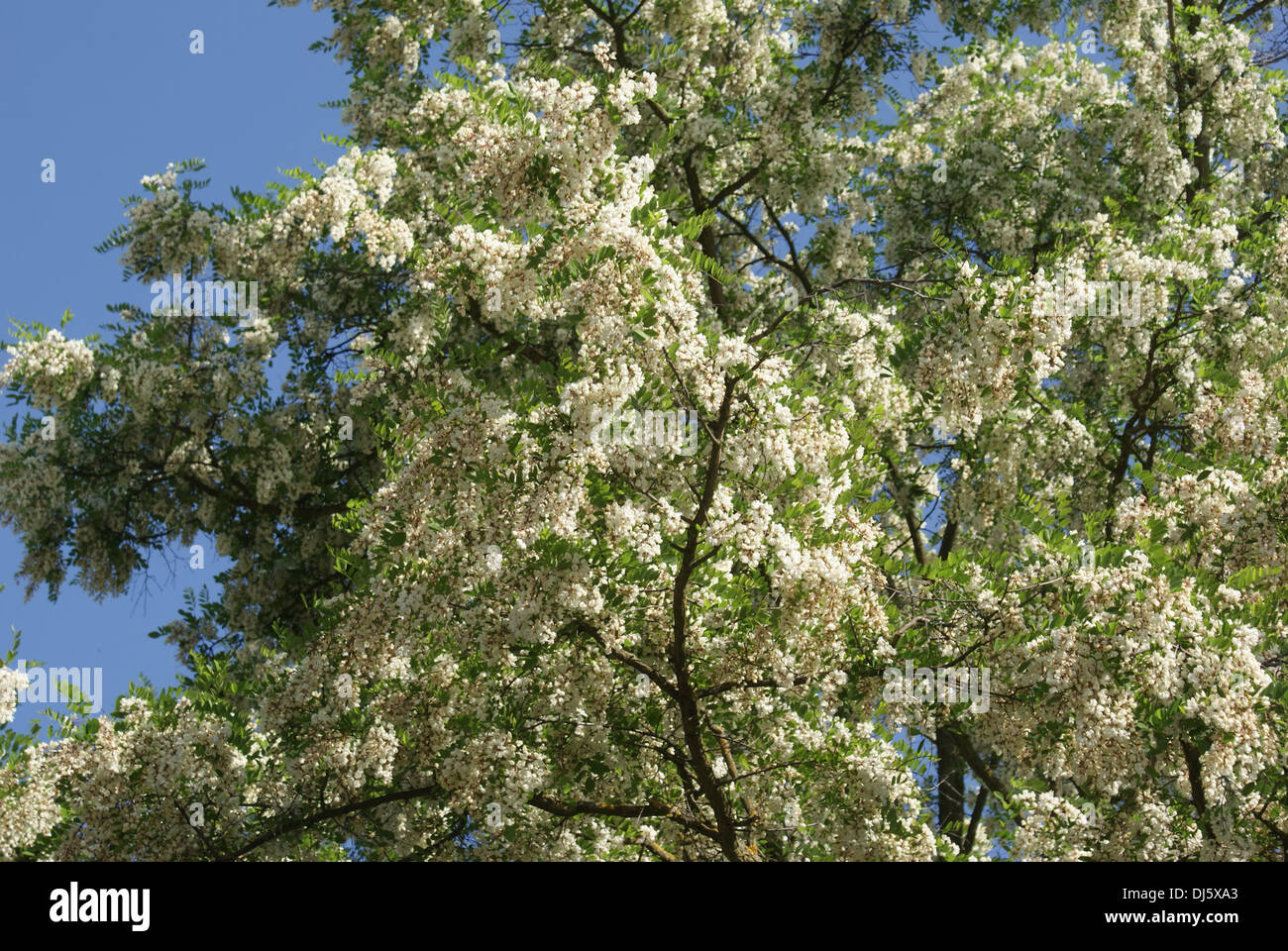 Black Locust Trees High Resolution Stock Photography and Images - Alamy