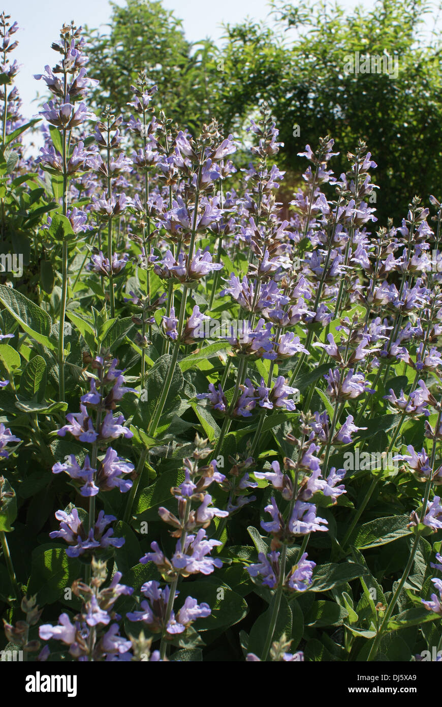 Salbei blüte hi-res stock photography and images - Alamy