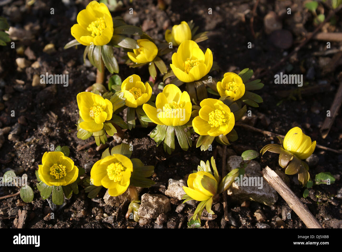 Winter aconite bulbs hi-res stock photography and images - Alamy