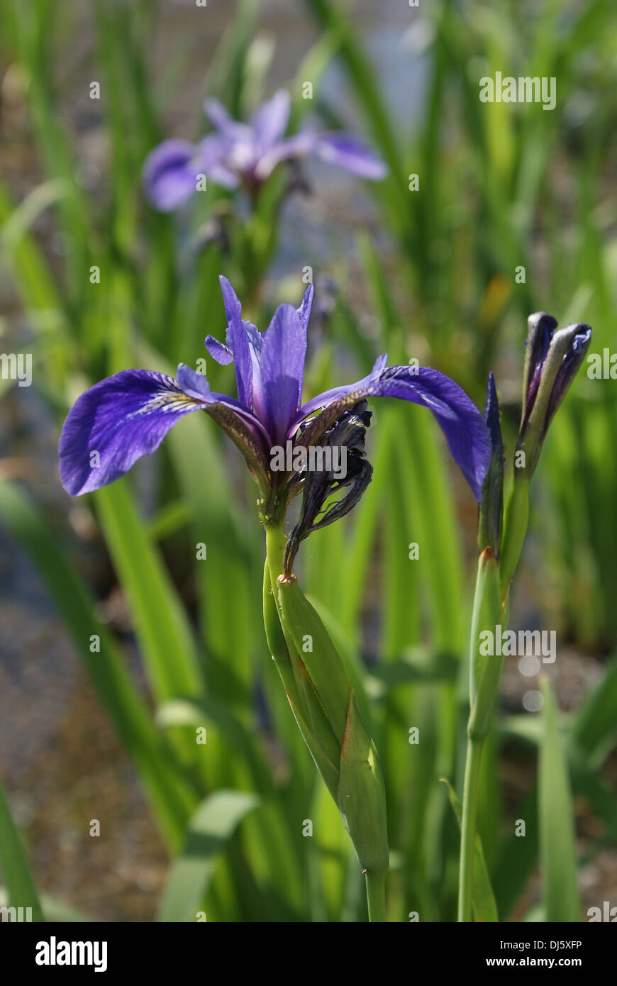 Iris sibiric hi-res stock photography and images - Alamy