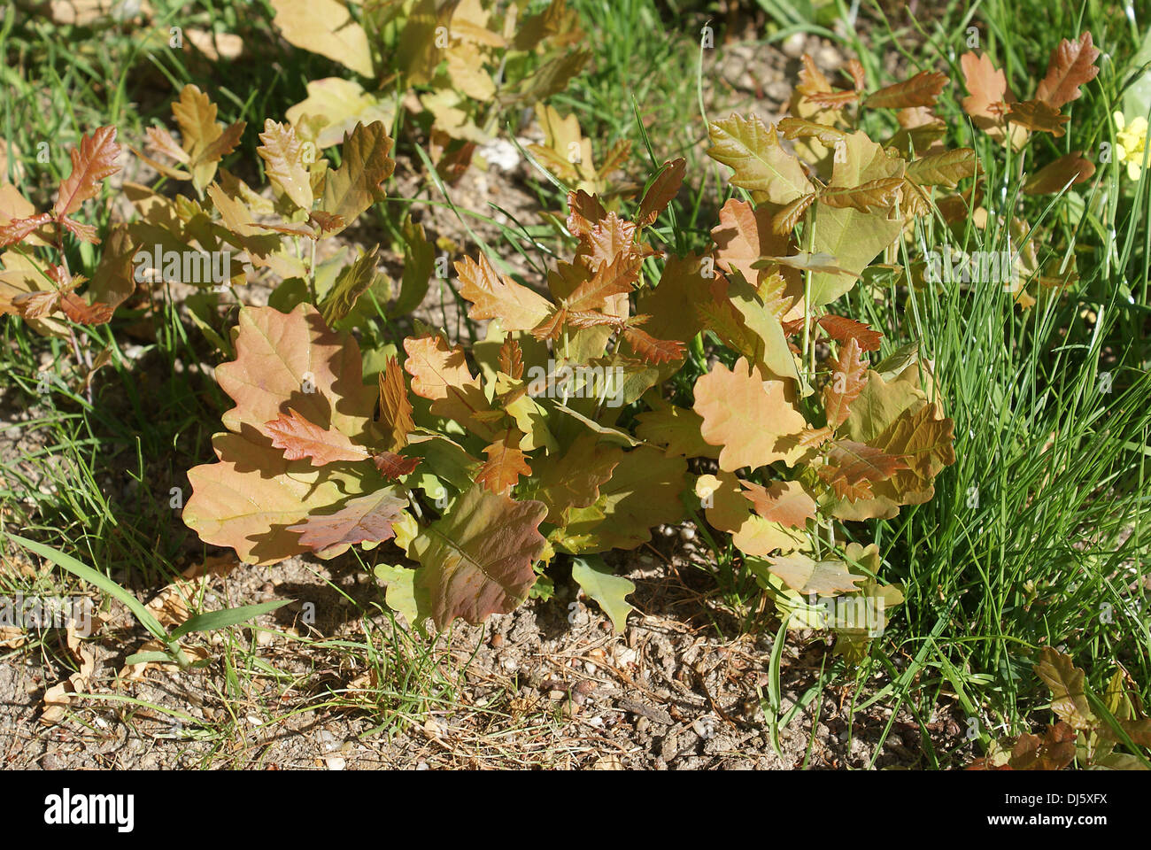 Tree seeds oak hi-res stock photography and images - Alamy