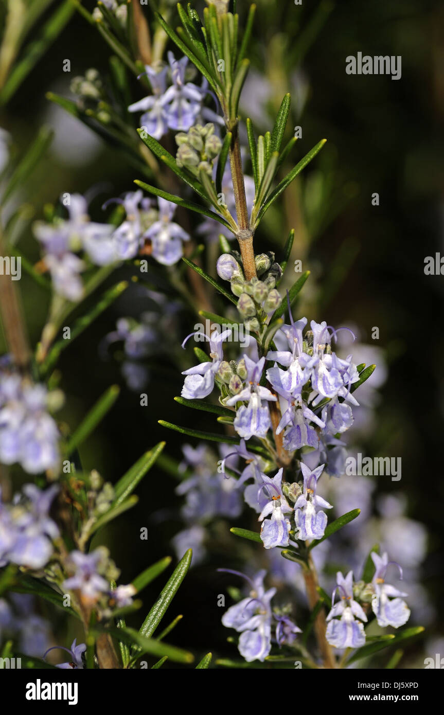 Rosemary blooms High Resolution Stock Photography and Images - Alamy