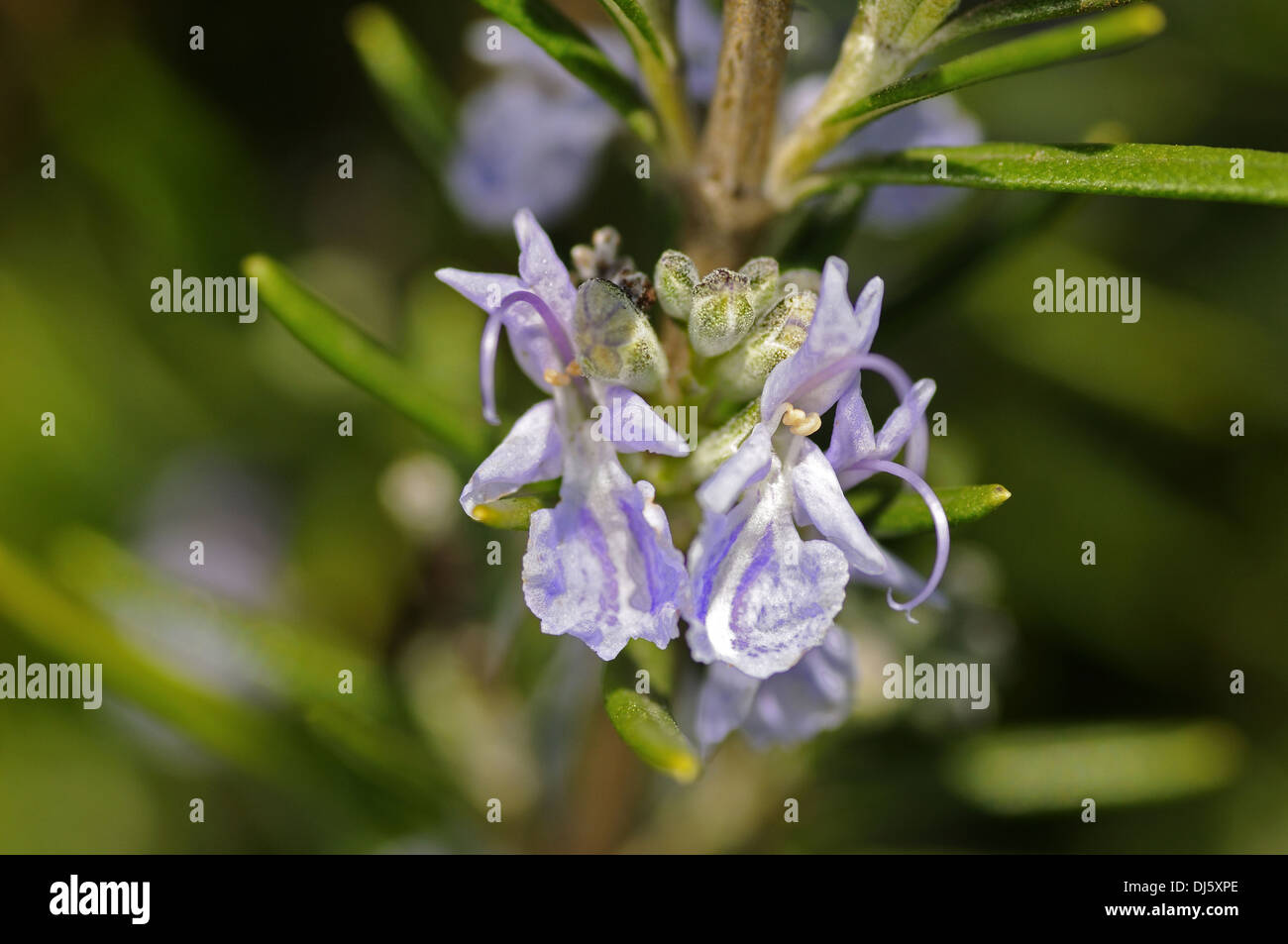 Rosemary blooms High Resolution Stock Photography and Images - Alamy
