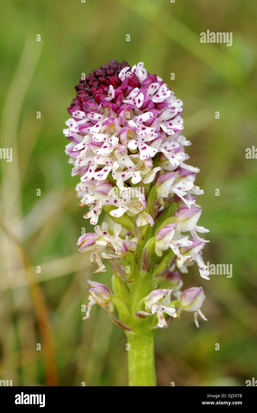 Breed fire hi-res stock photography and images - Alamy