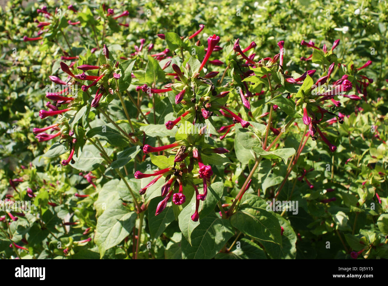 Mirabilis jalapa, wonder flower Stock Photo - Alamy