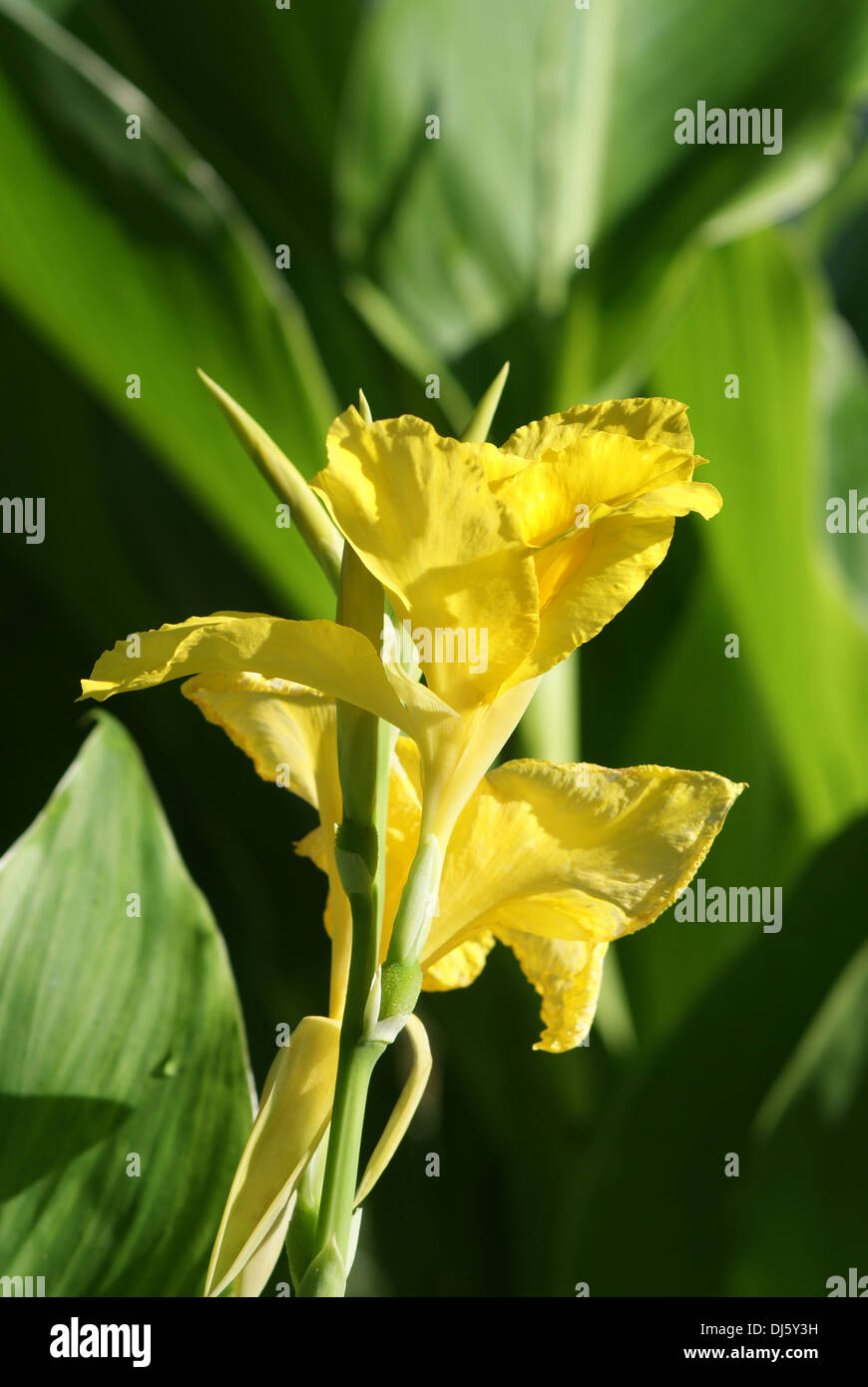 Indica blumen hi-res stock photography and images - Alamy