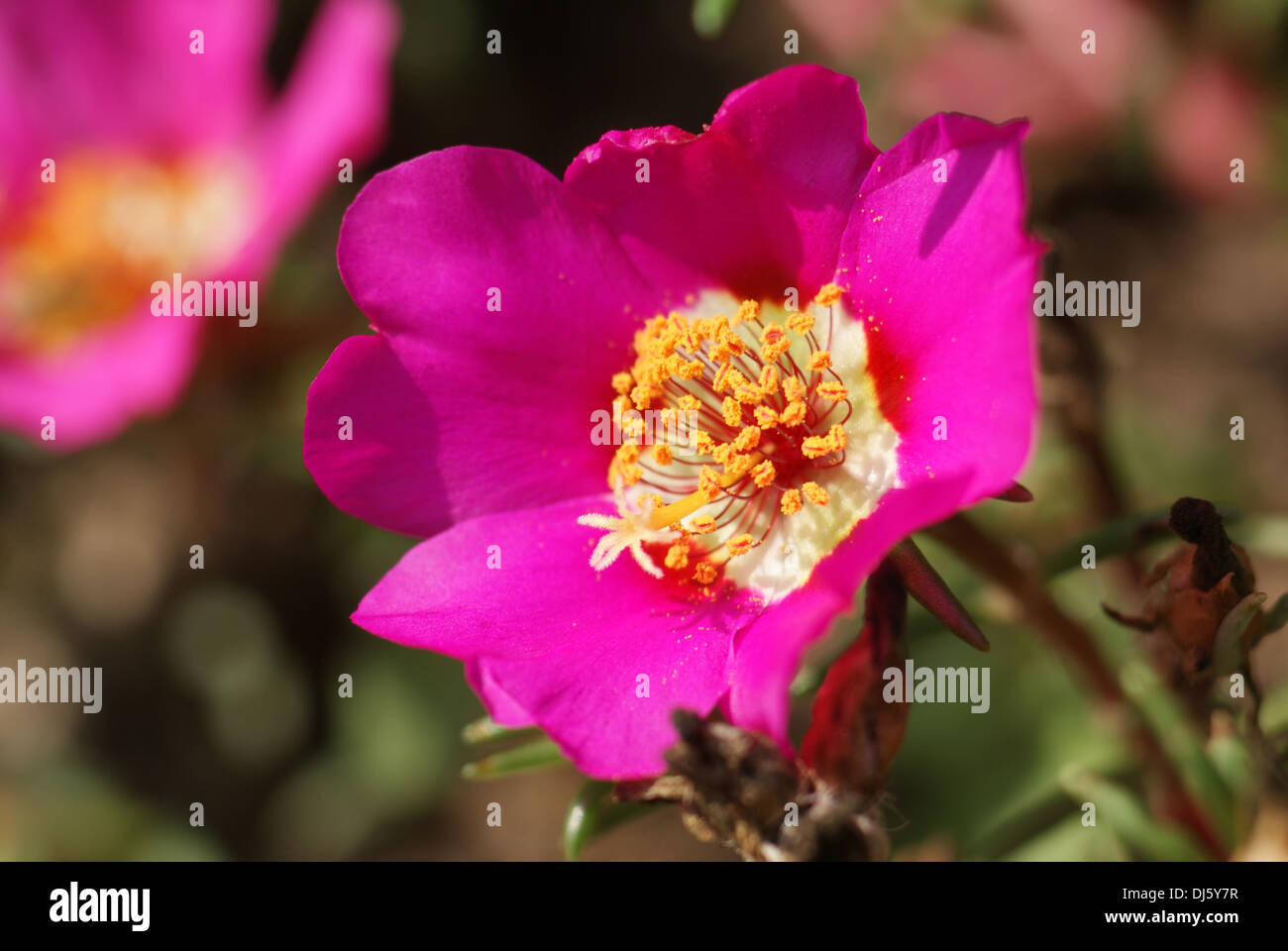 Moss rose purslane hi-res stock photography and images - Alamy