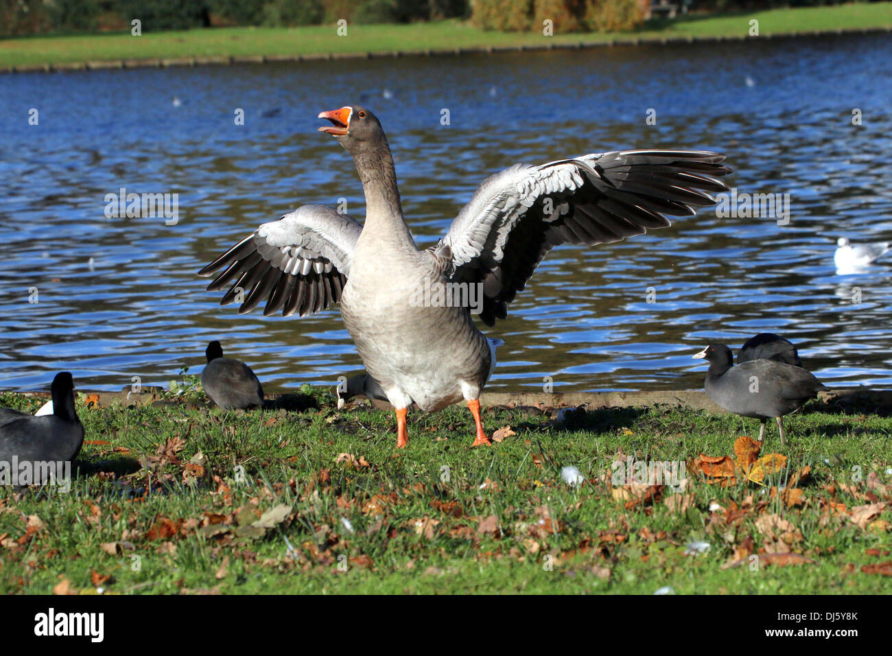 Greylag goose (Anser Anser) flapping wings next to a pond Stock Photo ...